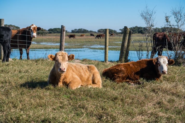 West Powderhorn Ranch | Texas Ranch for Sale