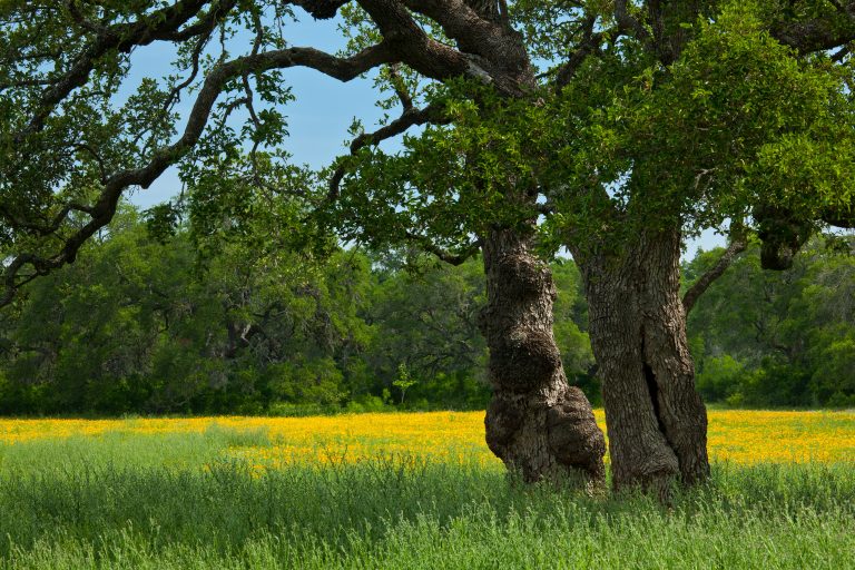 Gallagher Headquarters Ranch | Texas Ranch for Sale